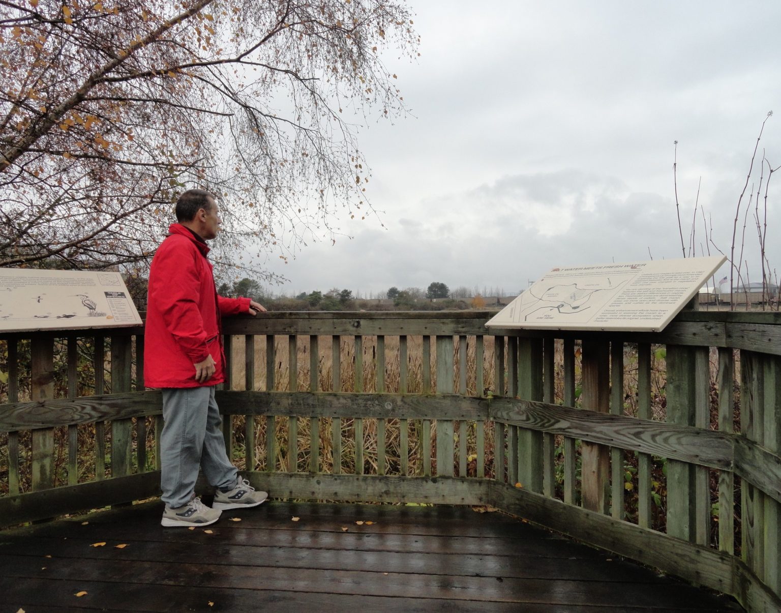 Edmonds Marsh─Over 225 species of birds on 23 acres of wetlands! – HIke ...