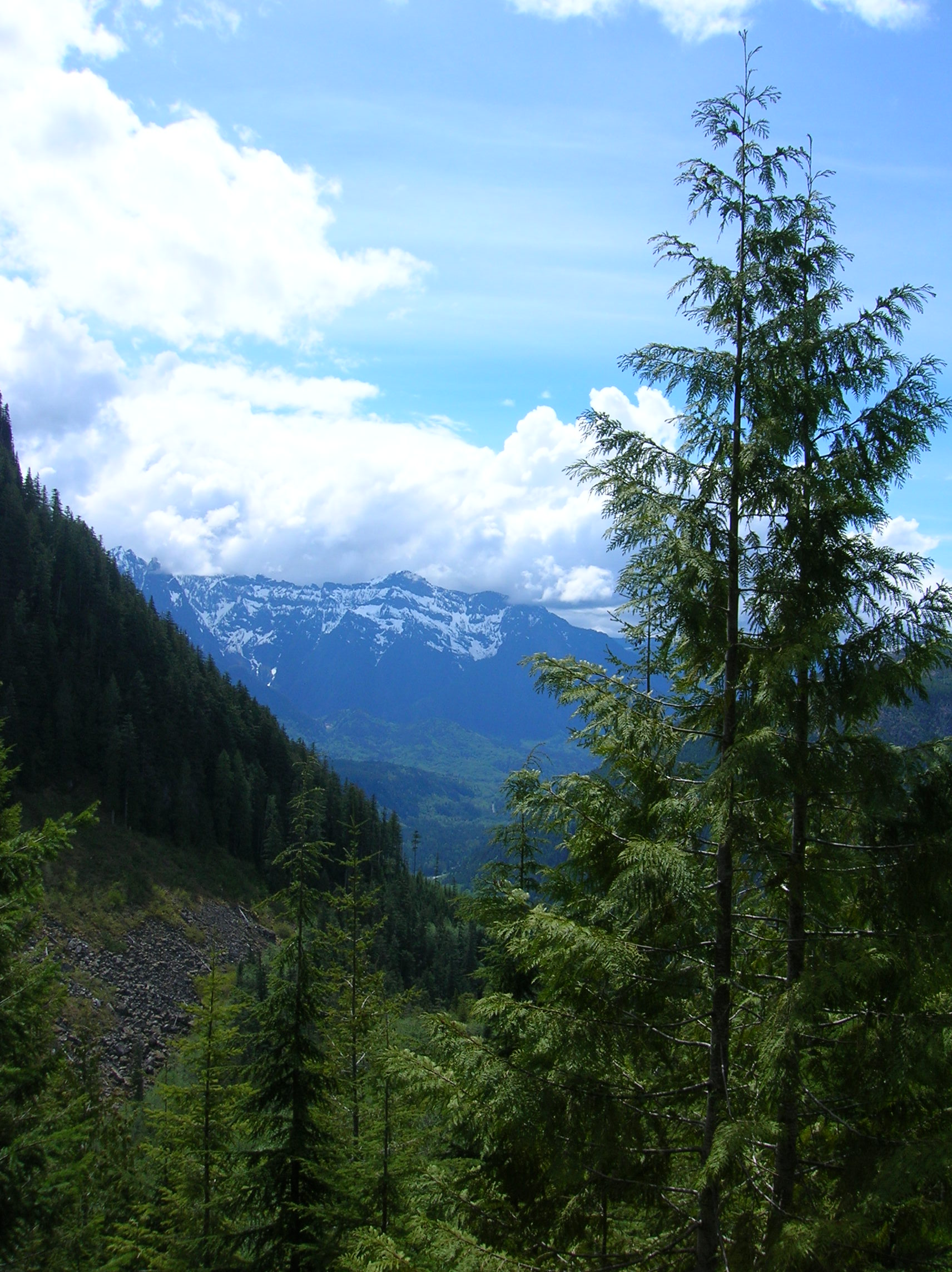 Jumpoff Ridge—Follow an old logging road-turned-trail into the new Wild ...