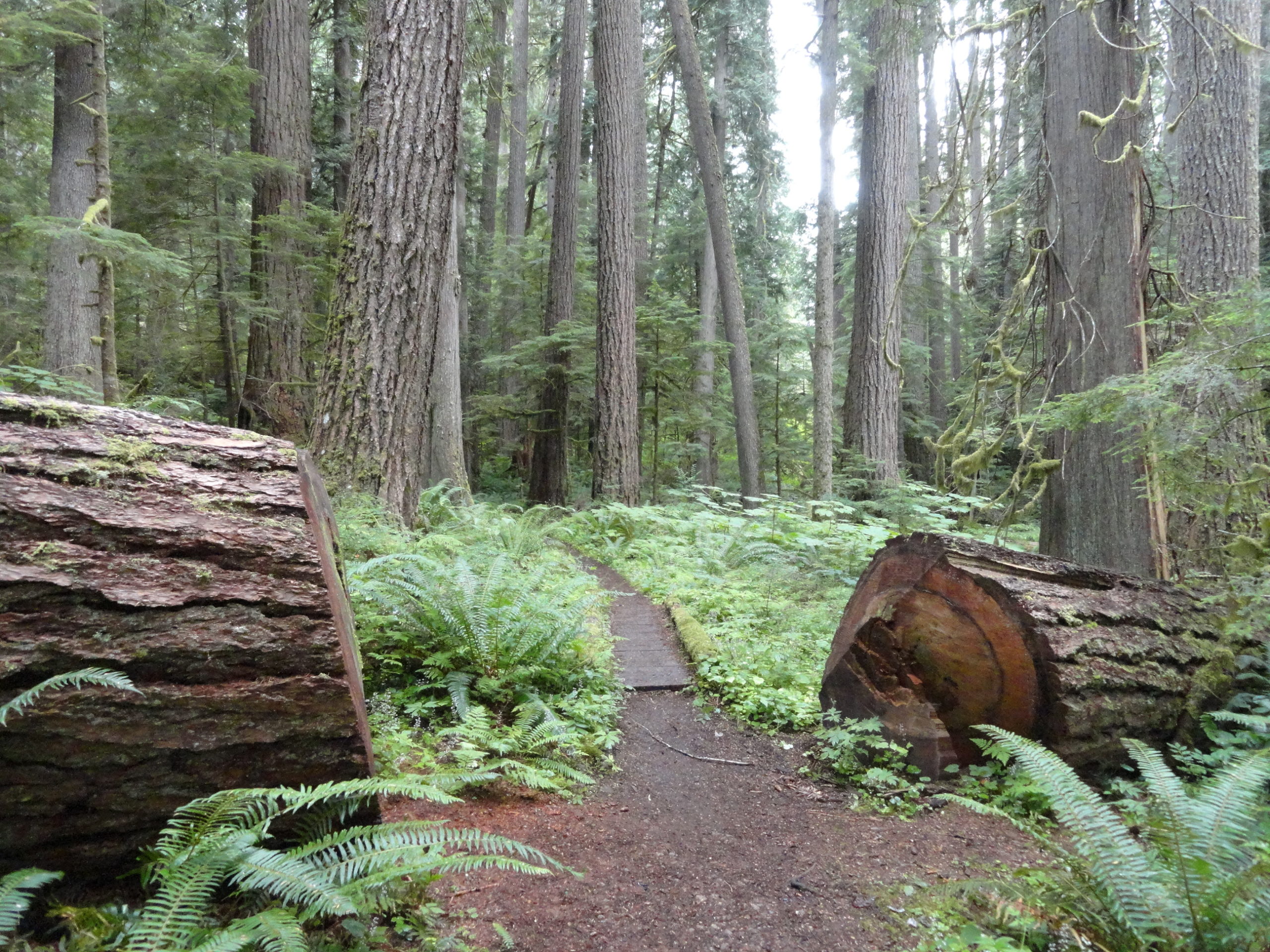 Heart O' the Forest Trail─Peaceful path in the shadow of Hurricane ...