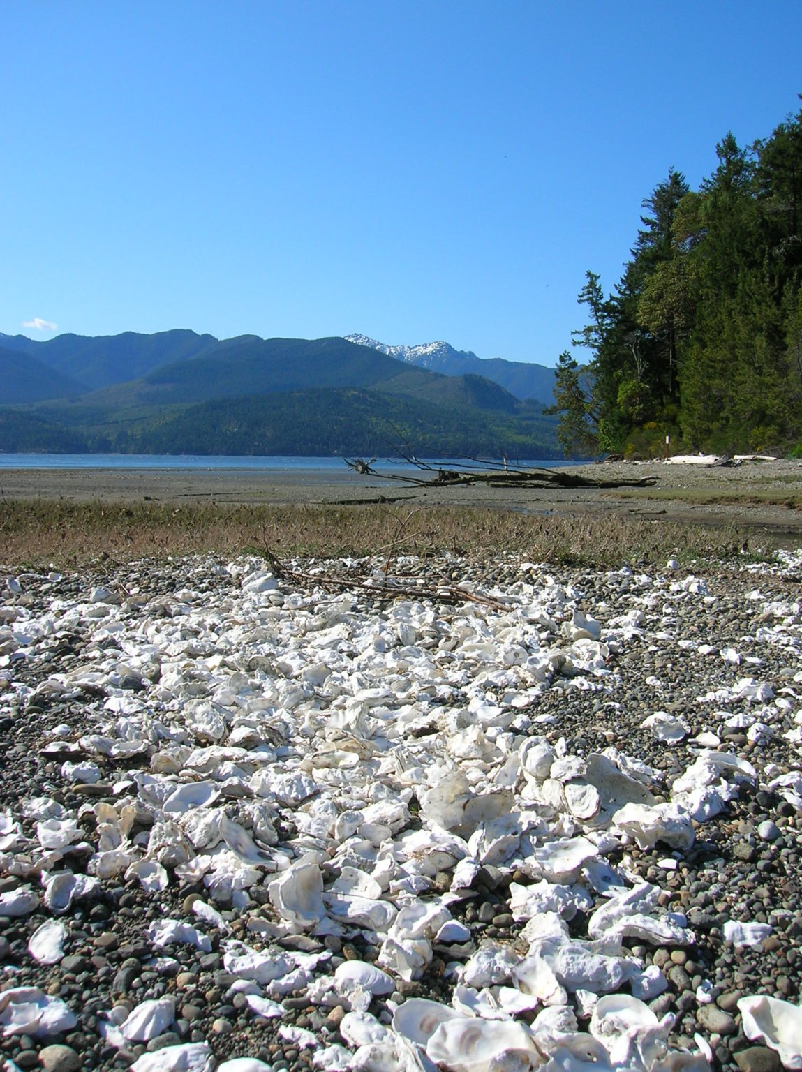 Puget Sound Islands & Lowlands – HIke of the Week