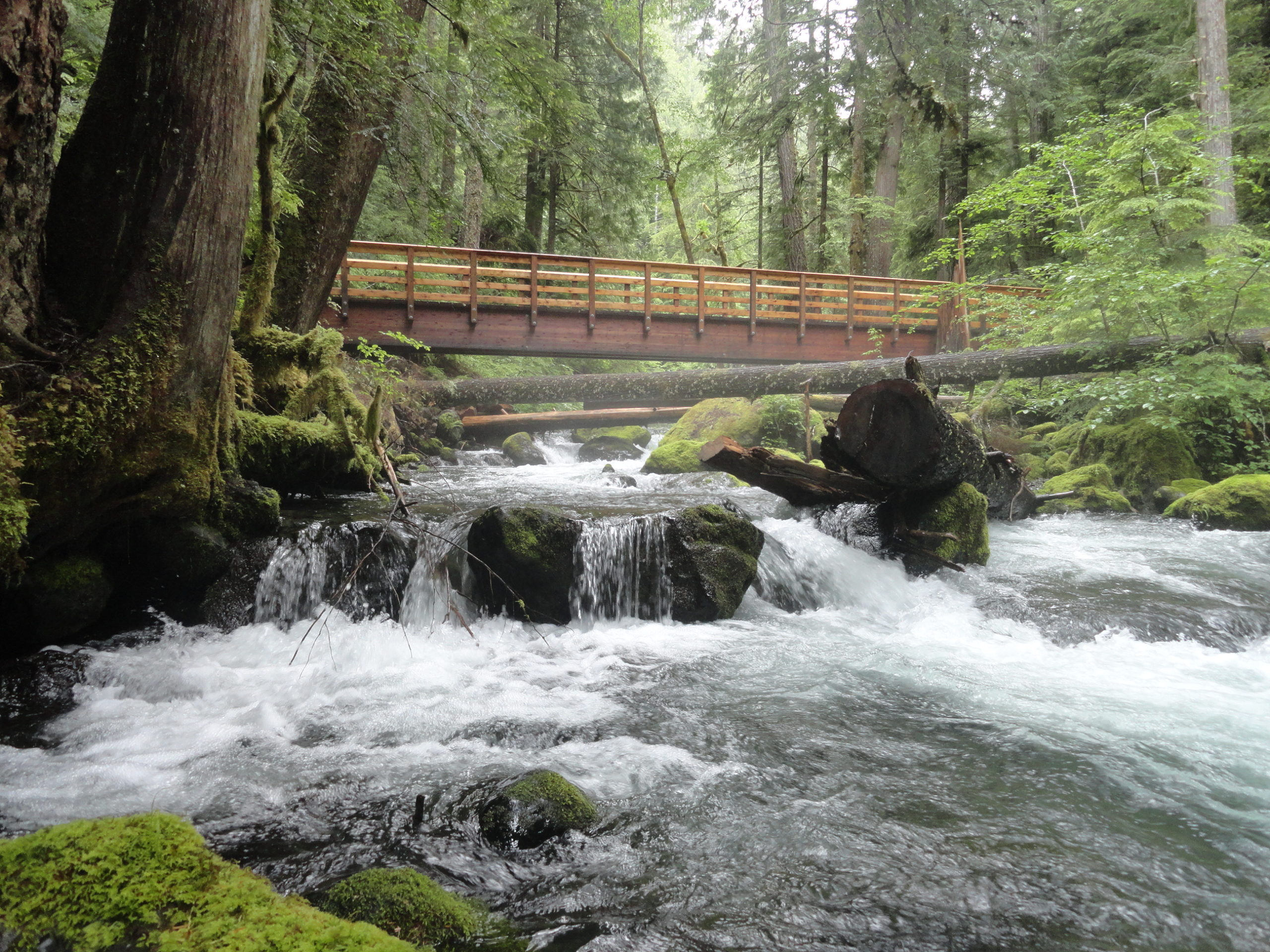 Lower Big Quilcene River─Lowland hike teems with primeval beauty – HIke ...