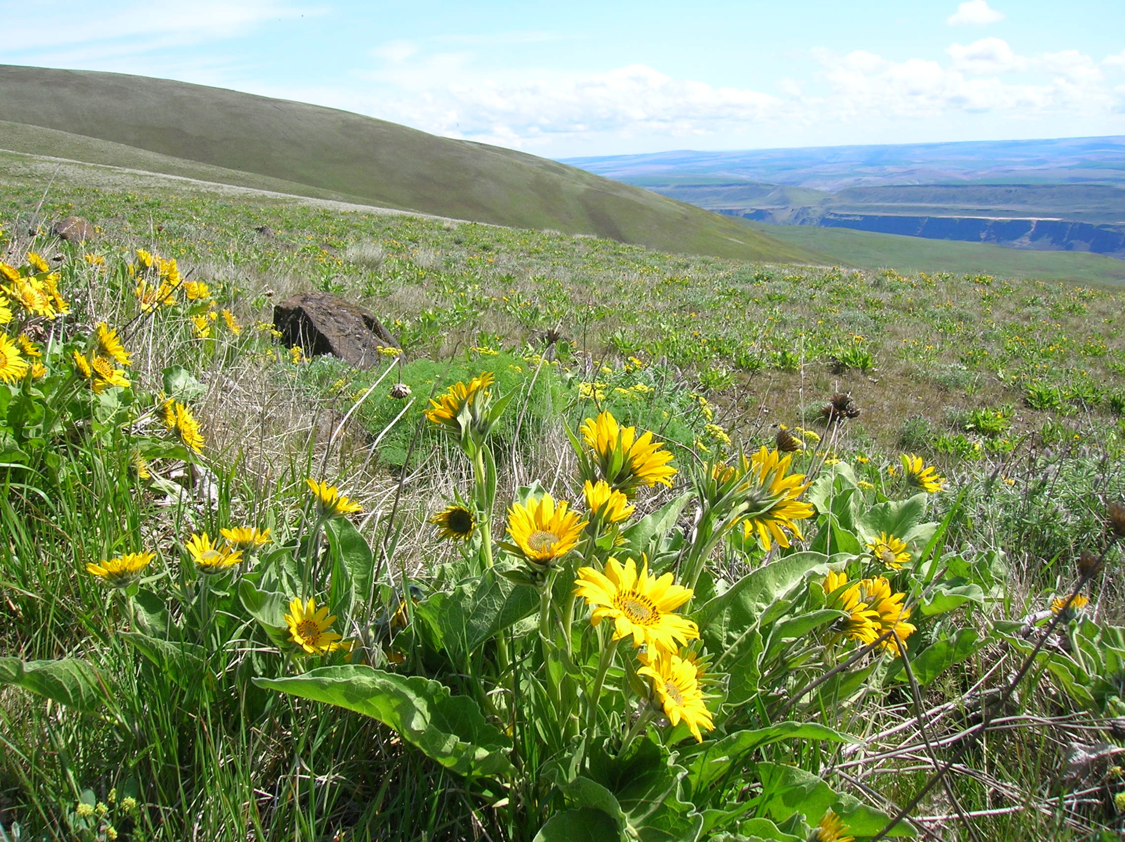 Columbia River Gorge Hikes – HIke of the Week