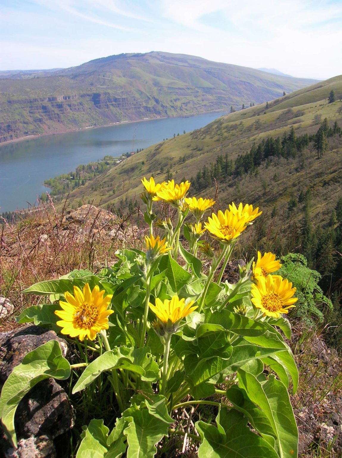 Tom McCall Point─Legendary Columbia River Gorge Wildflower Display ...