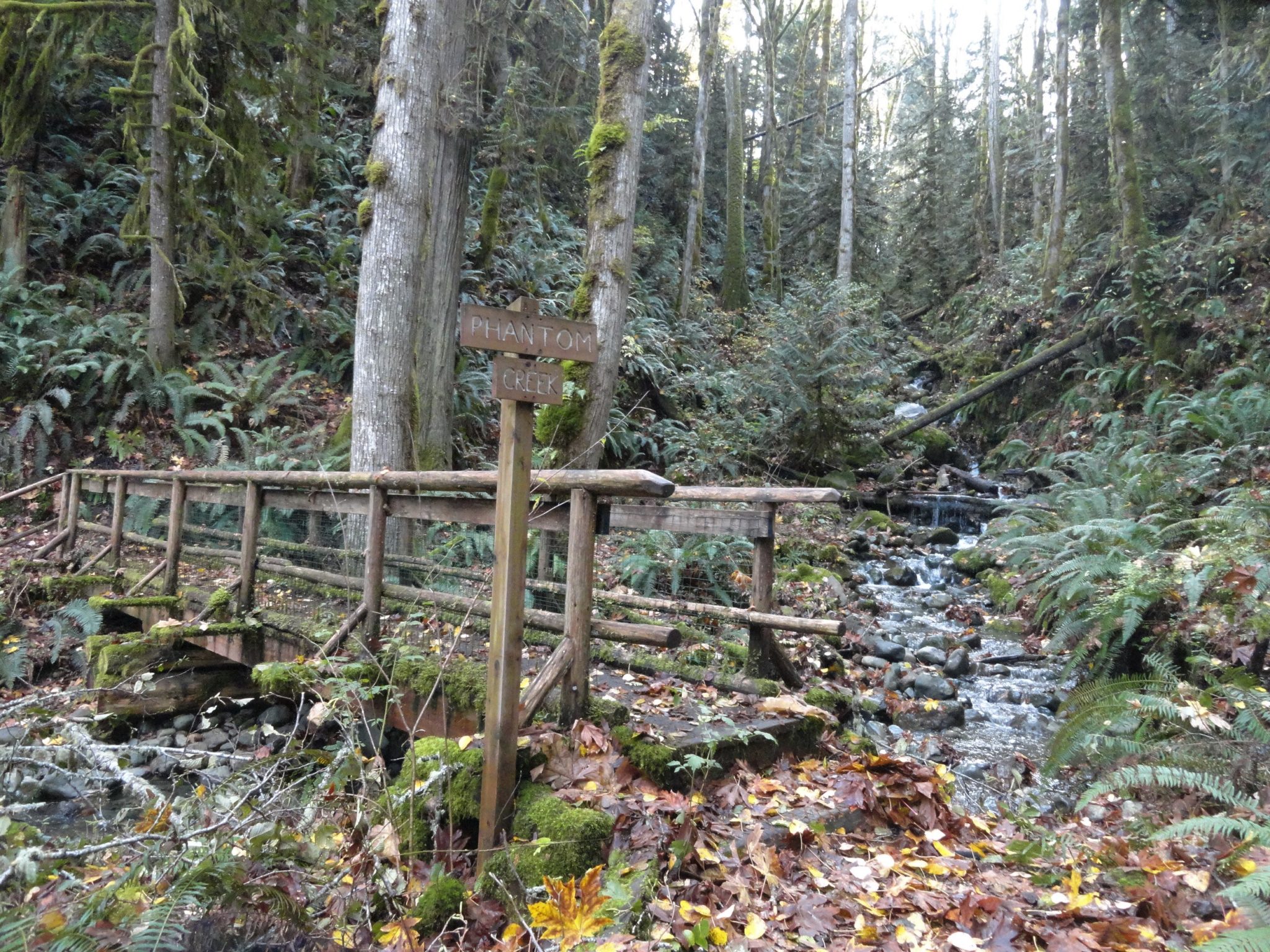 Dosewallips State Park Loop — Hike back in time through a quiet forest ...
