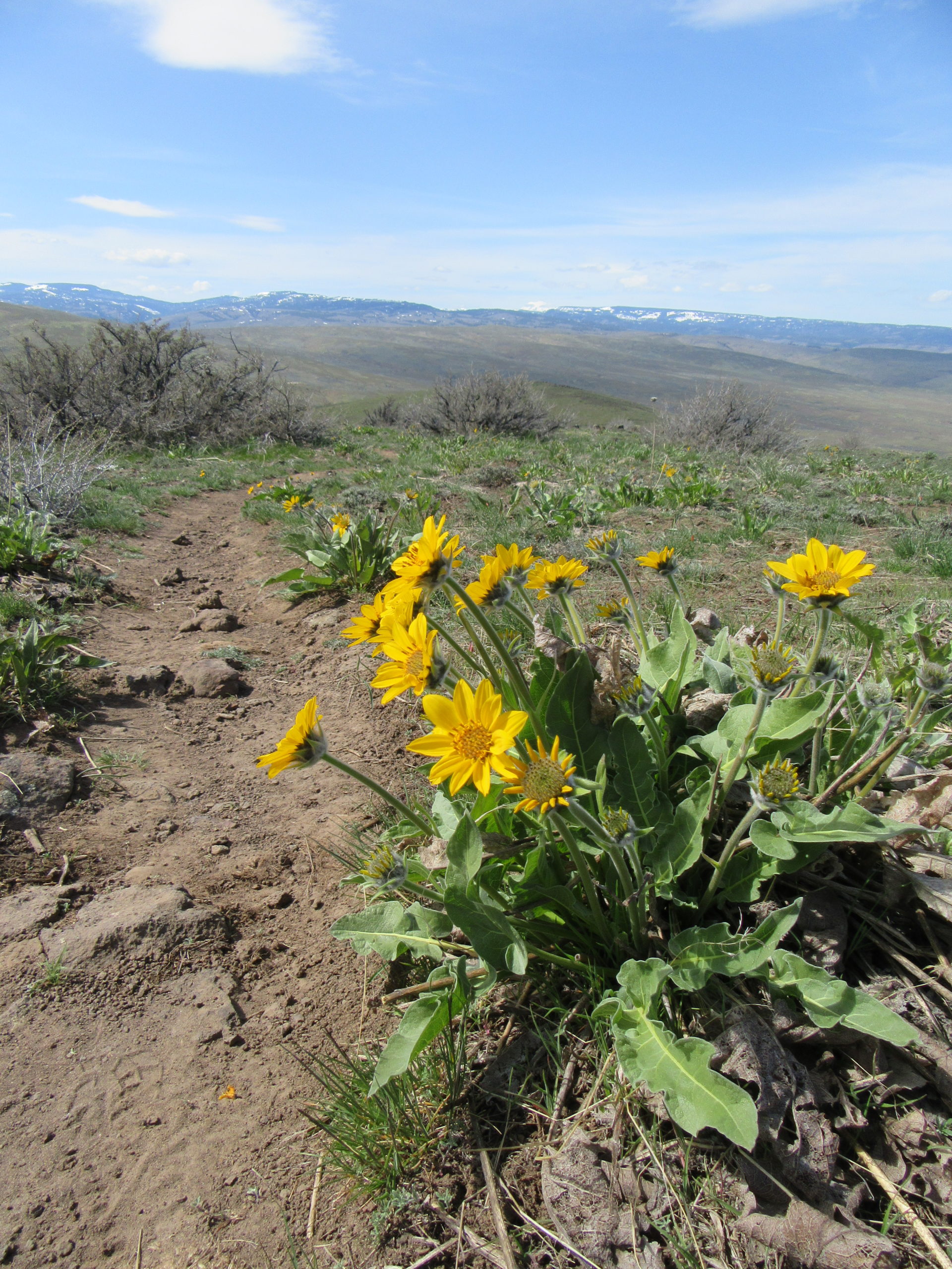 Cowiche Mountain– Explore Snow Mountain Ranch’s flowery mountain – HIke ...