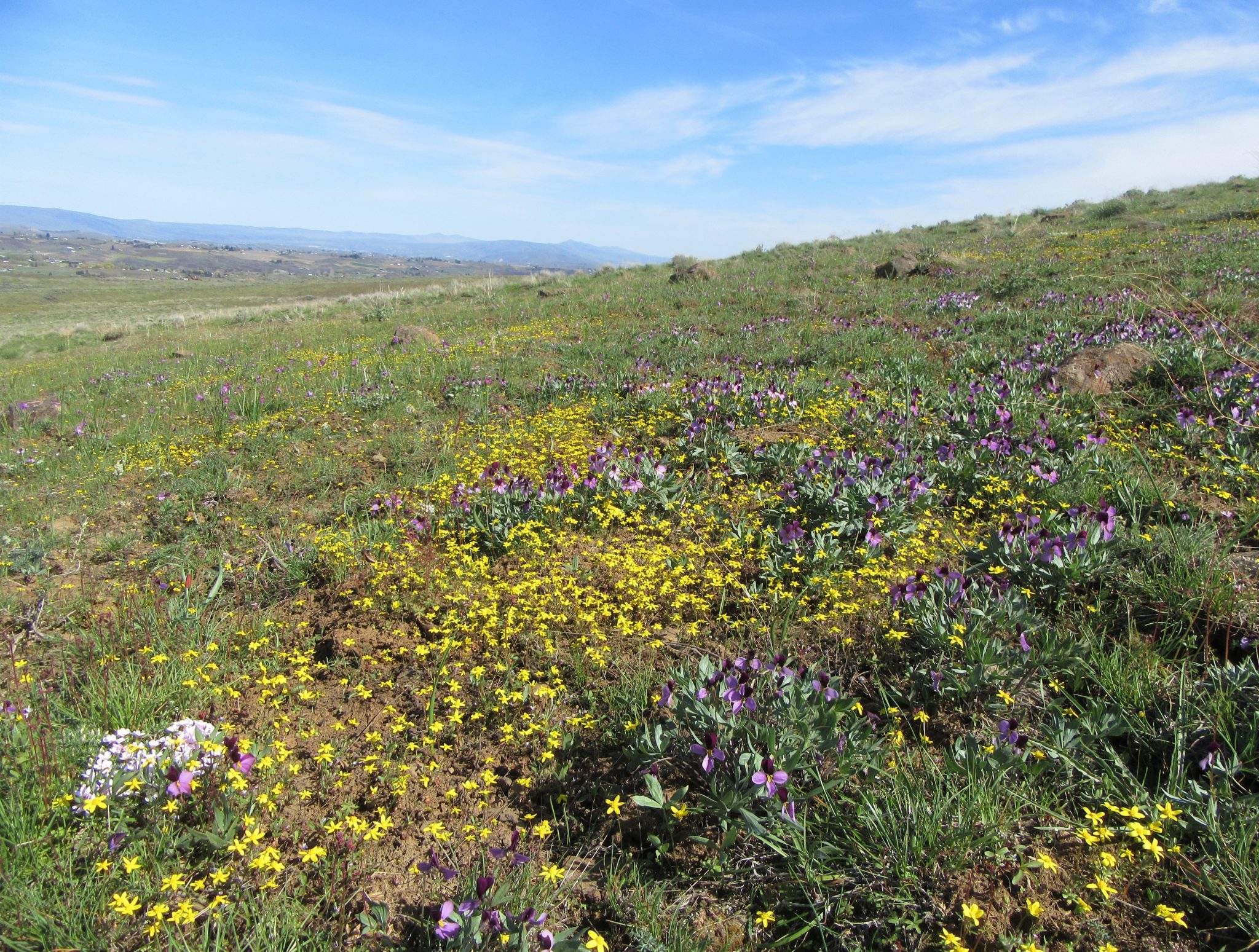 Cowiche Mountain– Explore Snow Mountain Ranch’s flowery mountain – HIke ...
