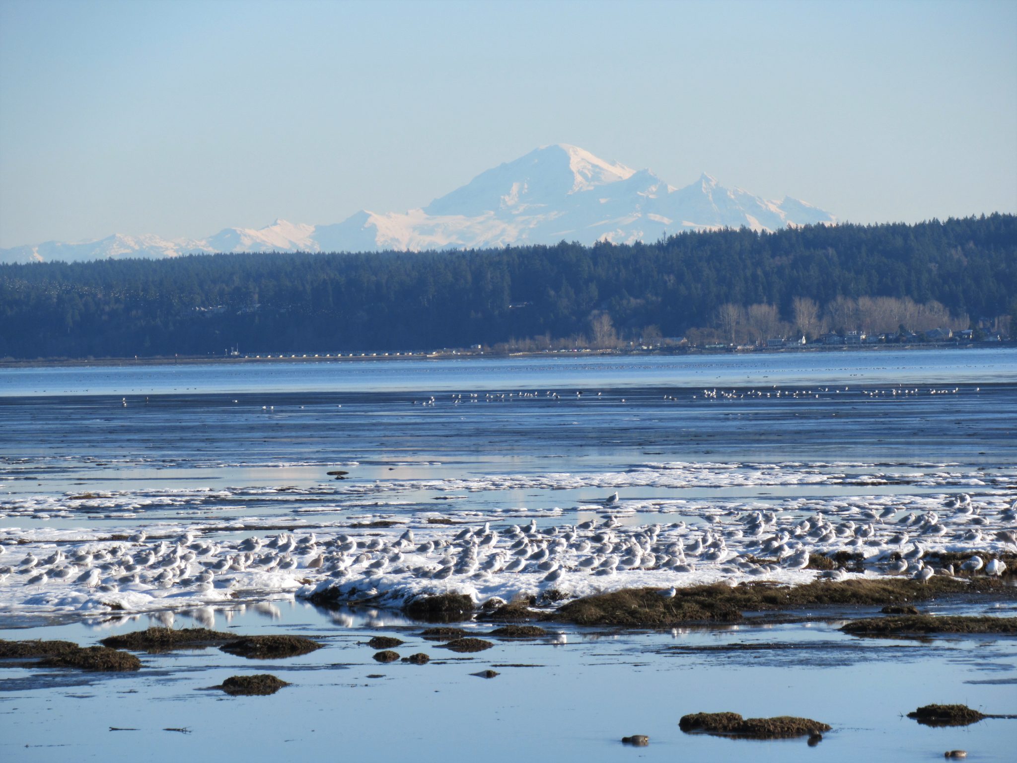Boundary Bay Dyke Trail– Bundles of bald eagles, owls and shorebirds ...
