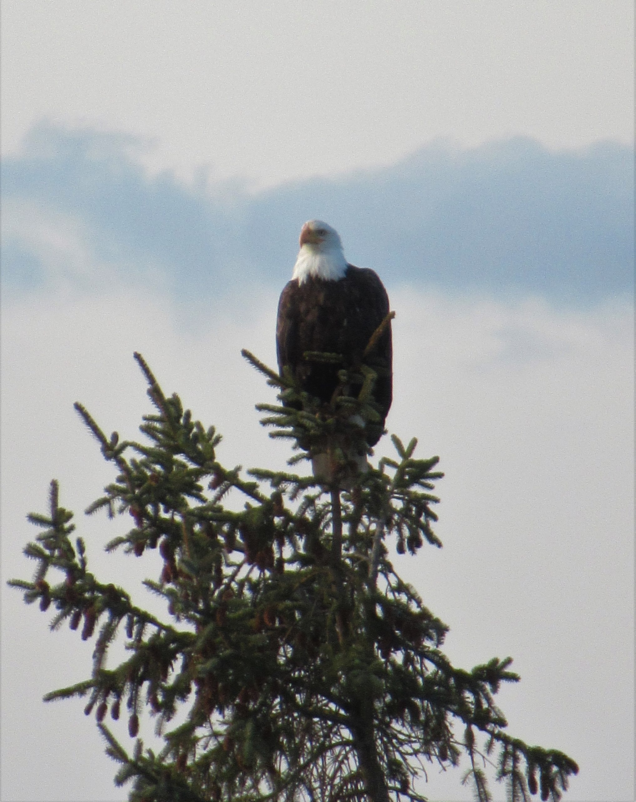 Skagit Wildlife Area—Headquarters Unit – HIke of the Week