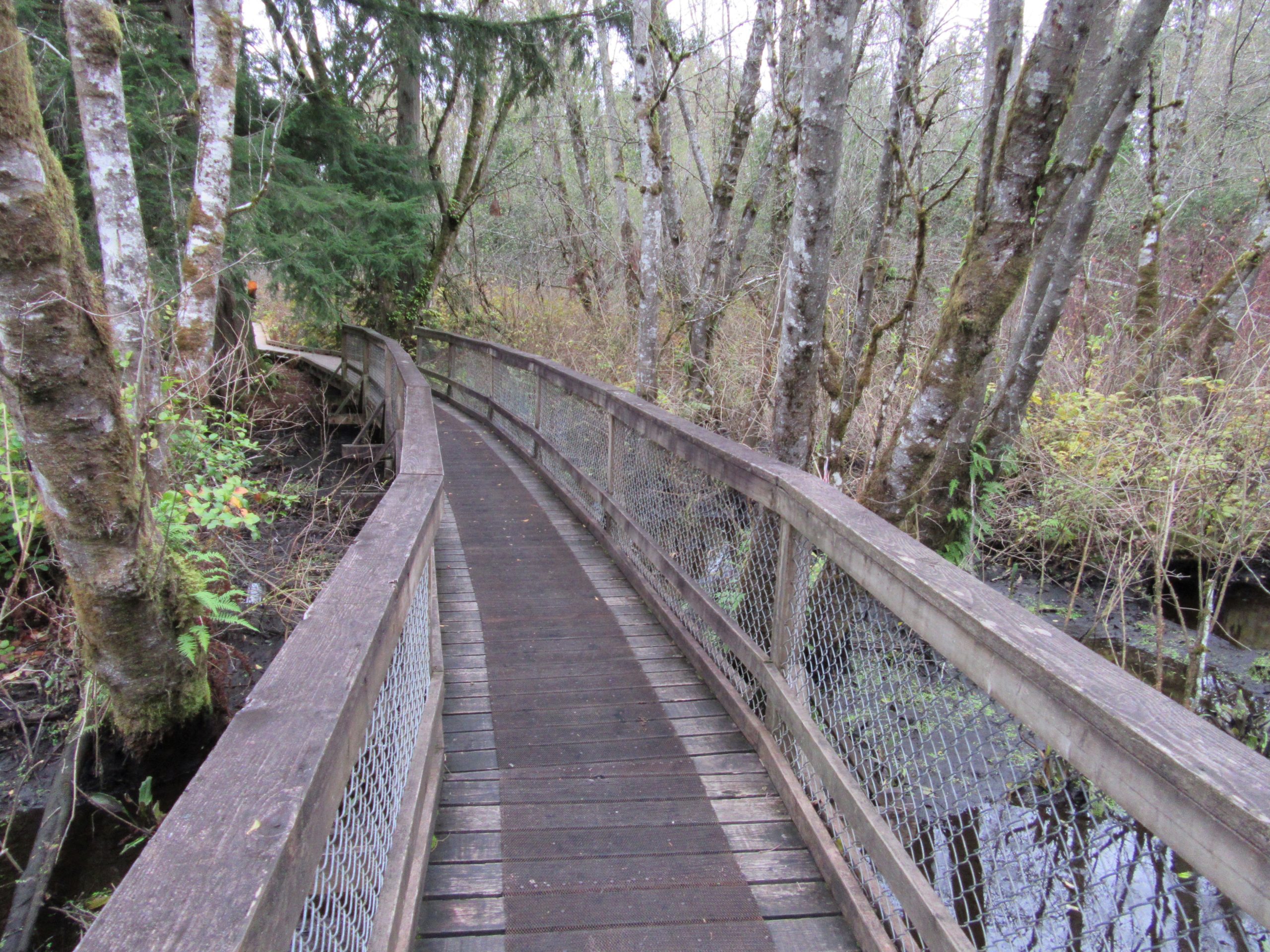 West Hylebos Wetlands Park – HIke of the Week