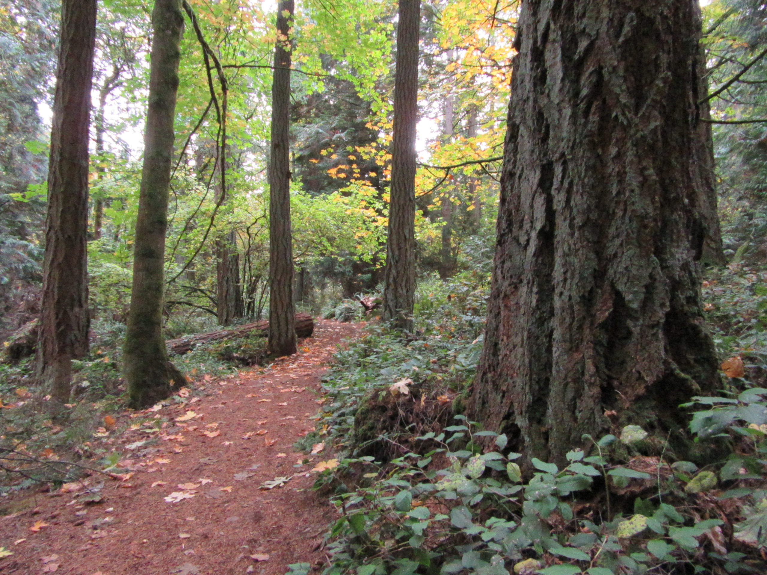 Weowna Park – HIke of the Week