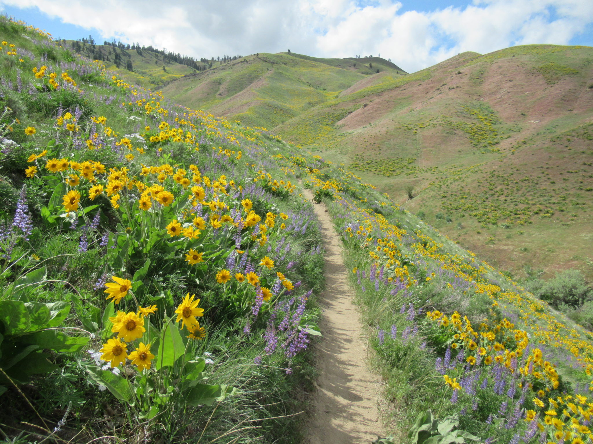 Sage Hills Trail – HIke of the Week