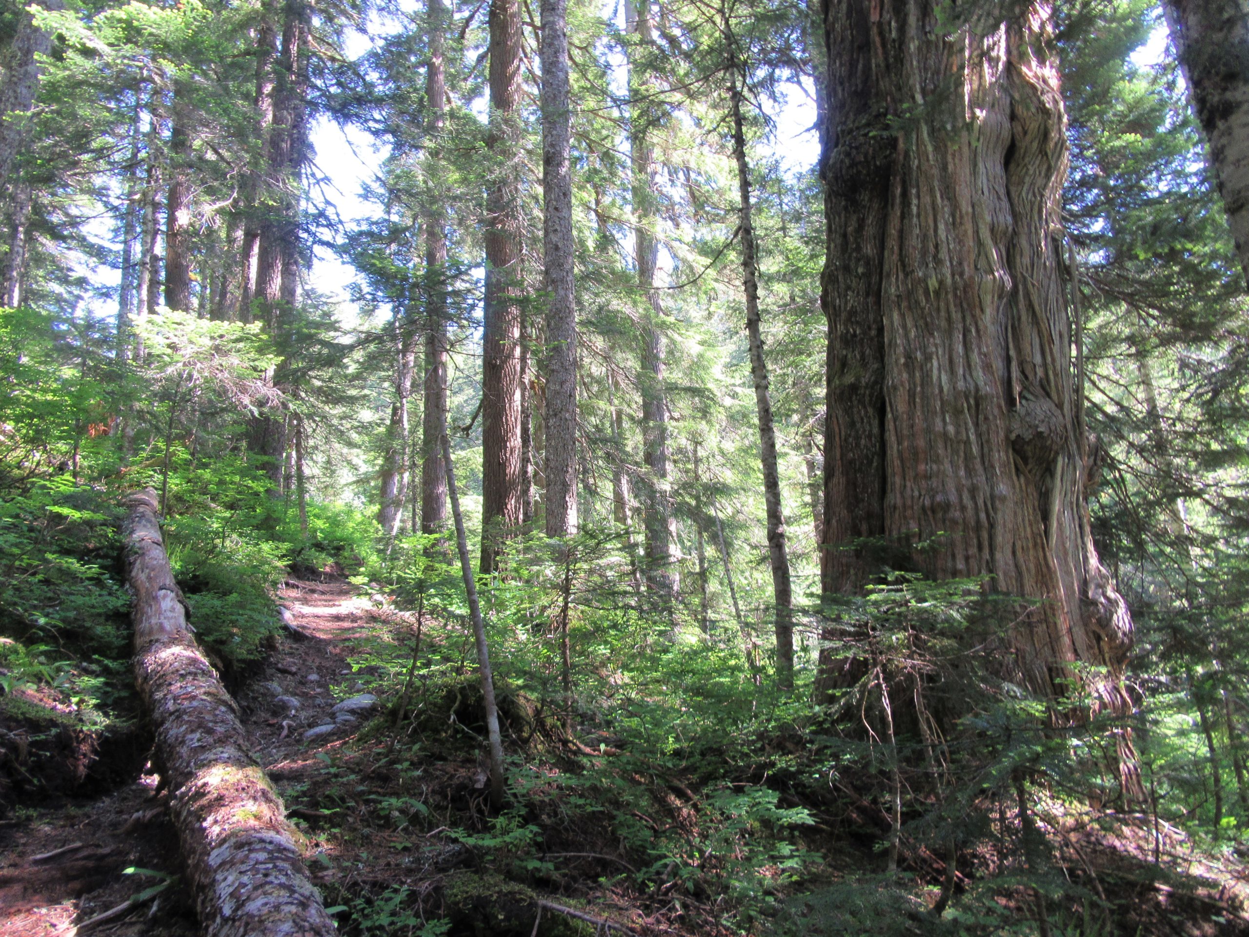 Kelley Creek—Wild Sky gem and quiet portal to Johnson Ridge – HIke of ...