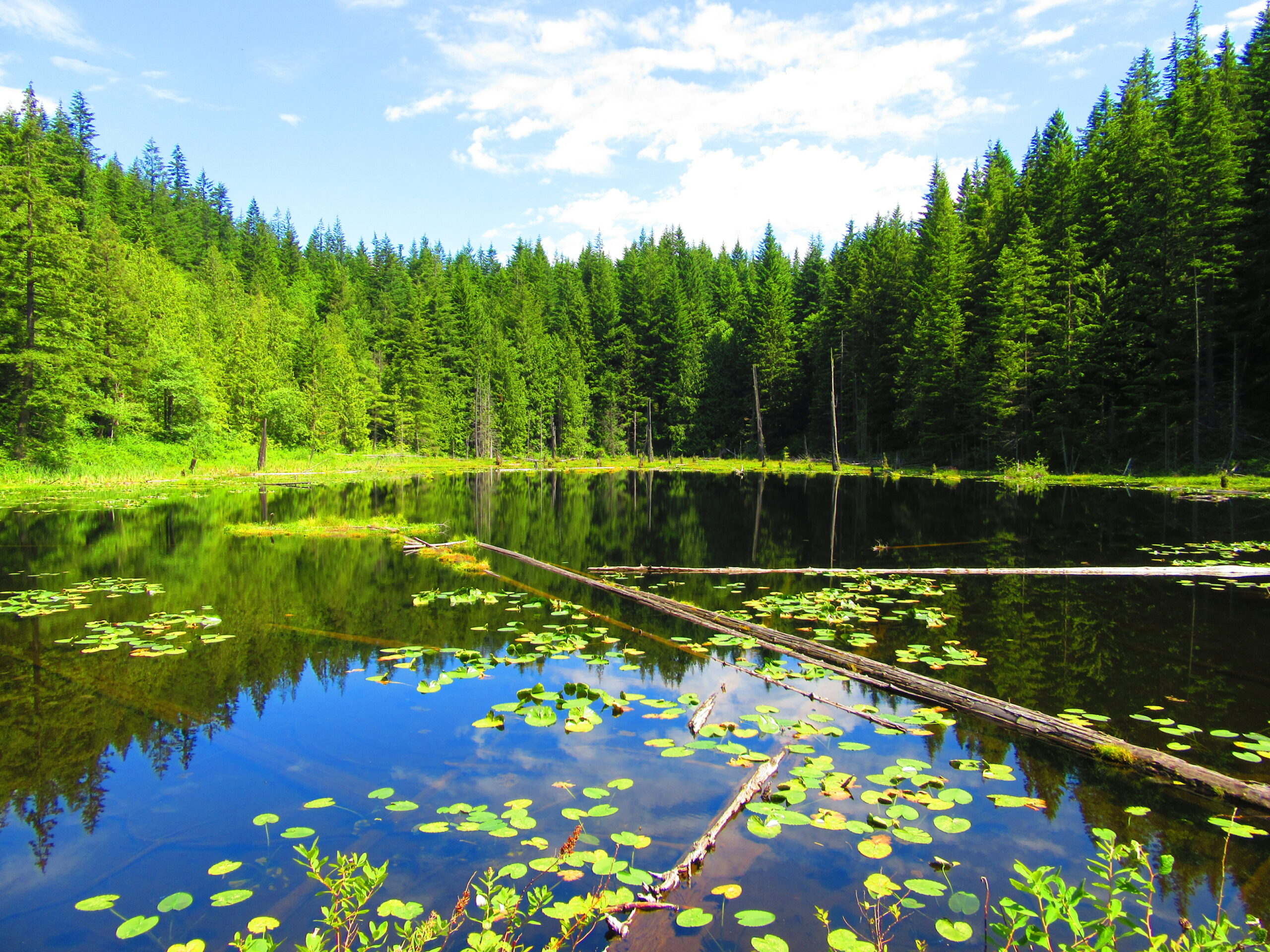 Lizard and Lily Lakes – HIke of the Week
